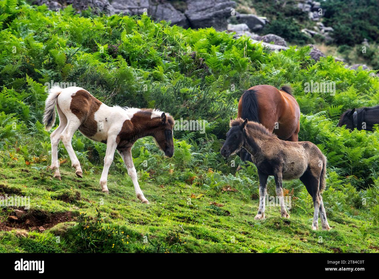 Pottok horses graze the July grass on the sides of the Rhune (French ...