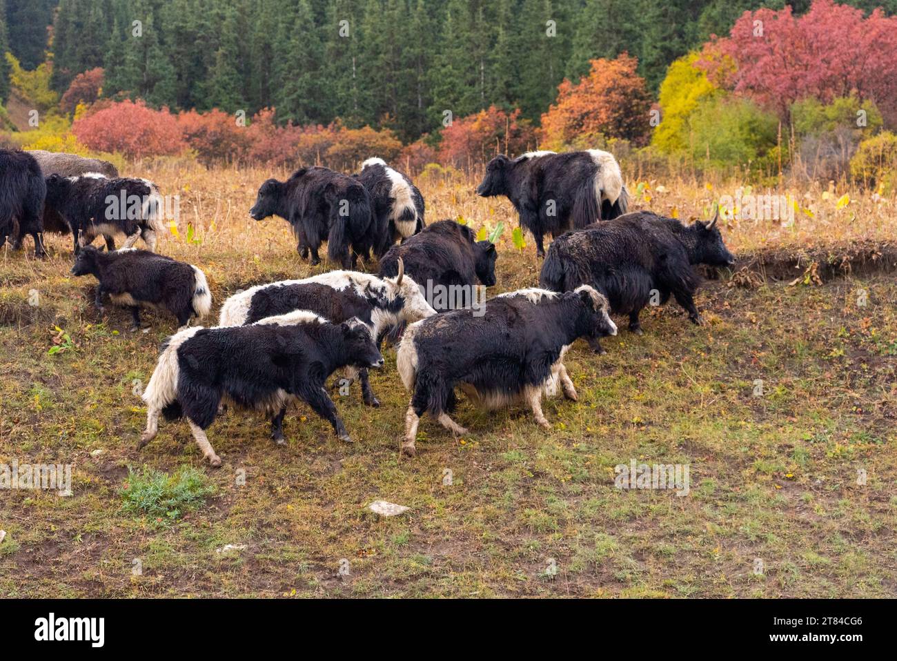 Livestock herding hi-res stock photography and images - Alamy