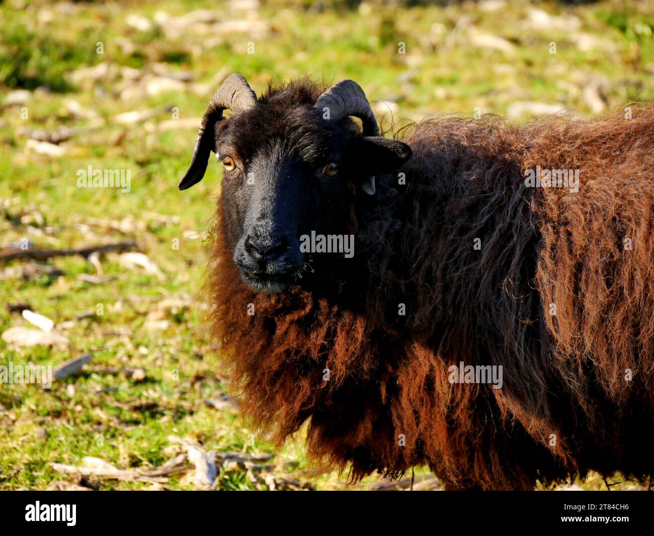 Grasscutting fields hi-res stock photography and images - Alamy