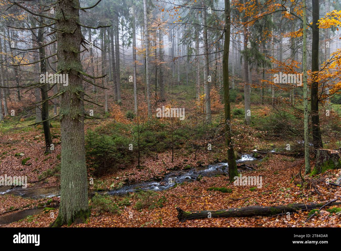 Trübes Novemberwetter im Taunus Bei Regen und Nebel zeigt sich die ...