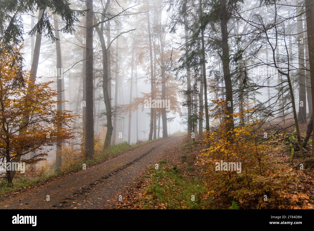Trübes Novemberwetter im Taunus Bei Regen und Nebel zeigt sich die Landschaft im Wald im Taunus ...