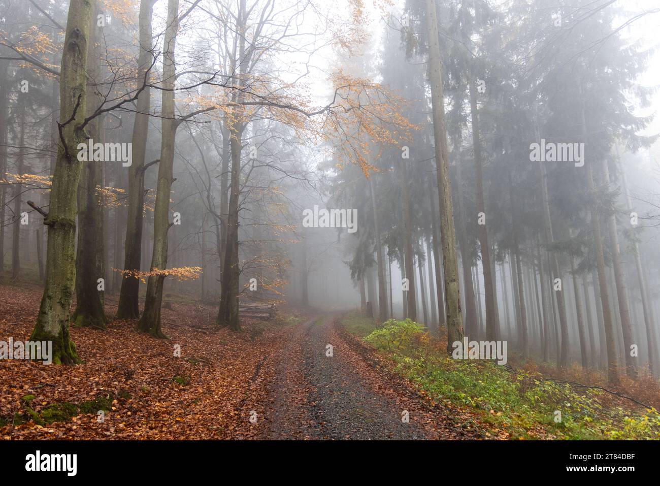Trübes Novemberwetter im Taunus Bei Regen und Nebel zeigt sich die Landschaft im Wald im Taunus ...