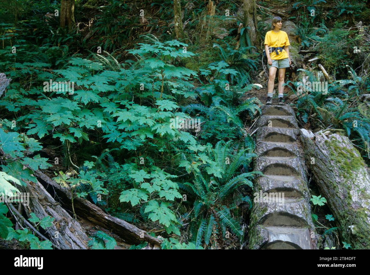 Log Steps Along Lookout Creek Trail H J Andrews Experimental Forest