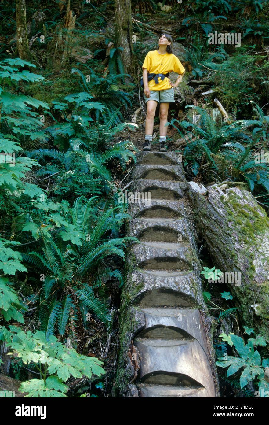Log steps along Lookout Creek Trail, H.J. Andrews Experimental Forest ...