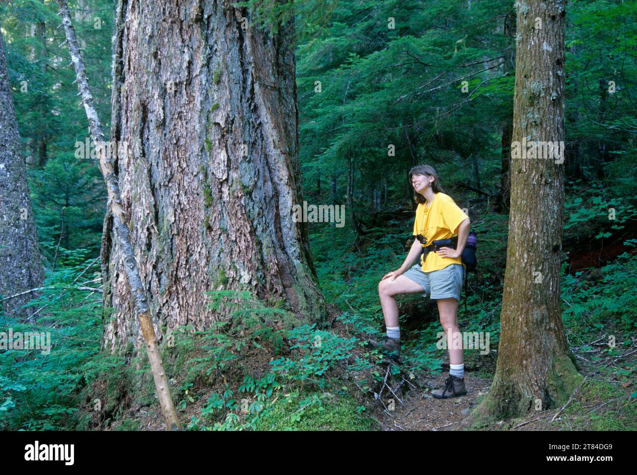 Lookout Creek Trail, H.J. Andrews Experimental Forest, Willamette ...