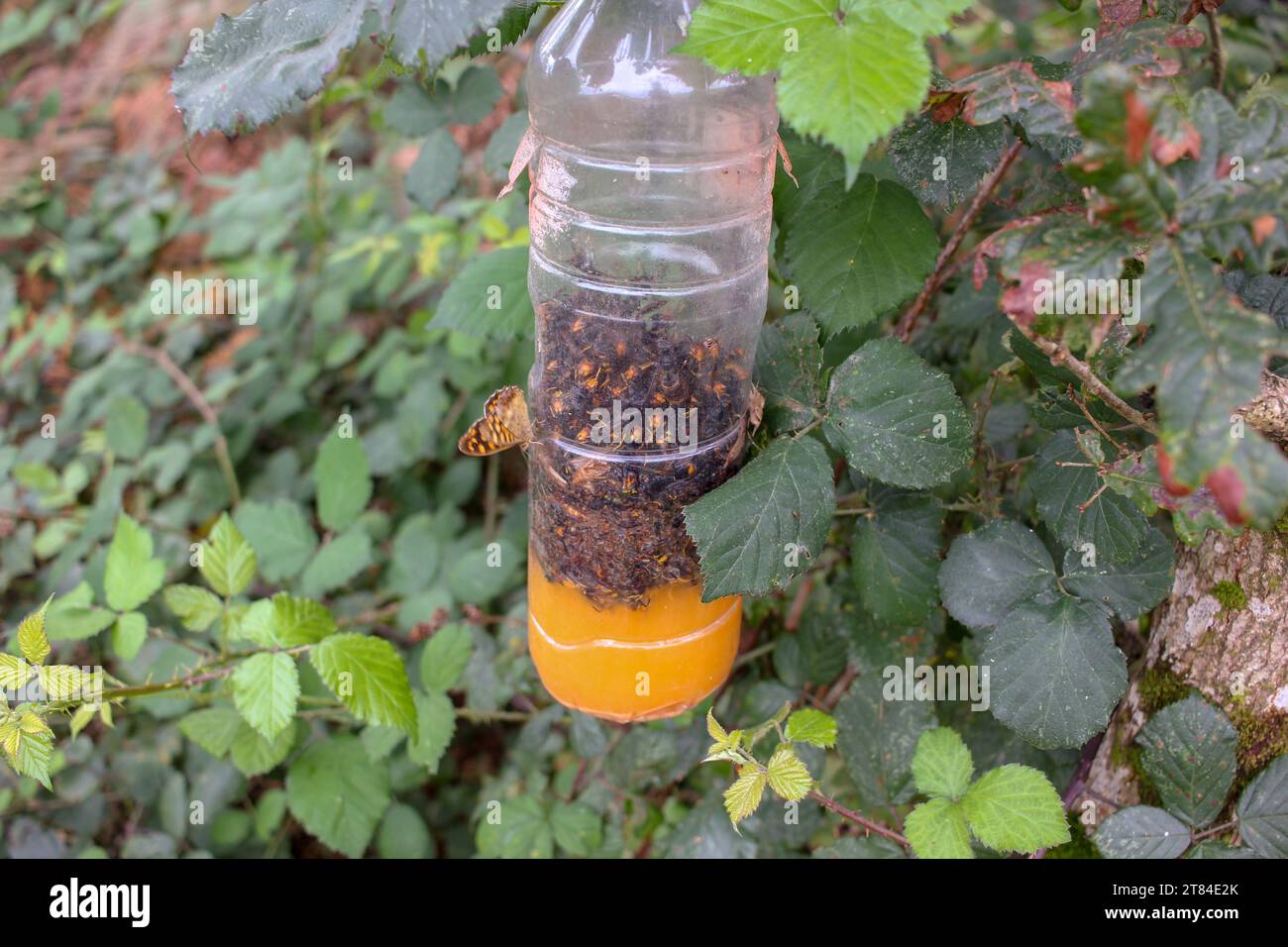 a home made trap for controlling asian hornets Stock Photo - Alamy