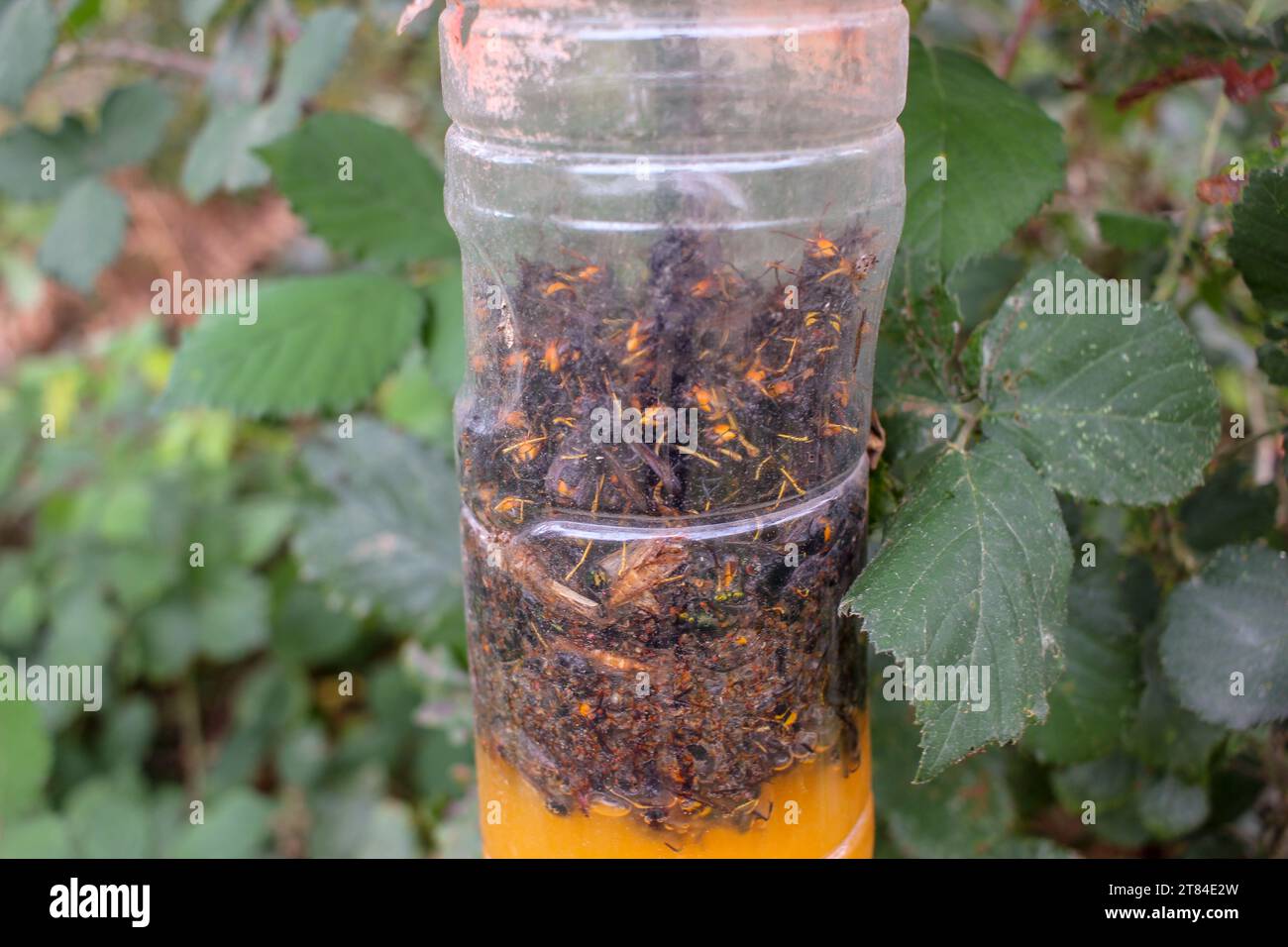 a home made trap for catching asian hornets Stock Photo - Alamy