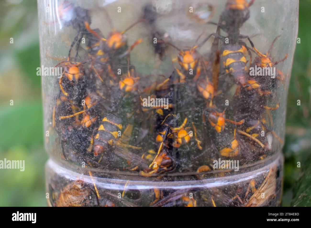many asian hornets trapped in a domestic trap Stock Photo - Alamy