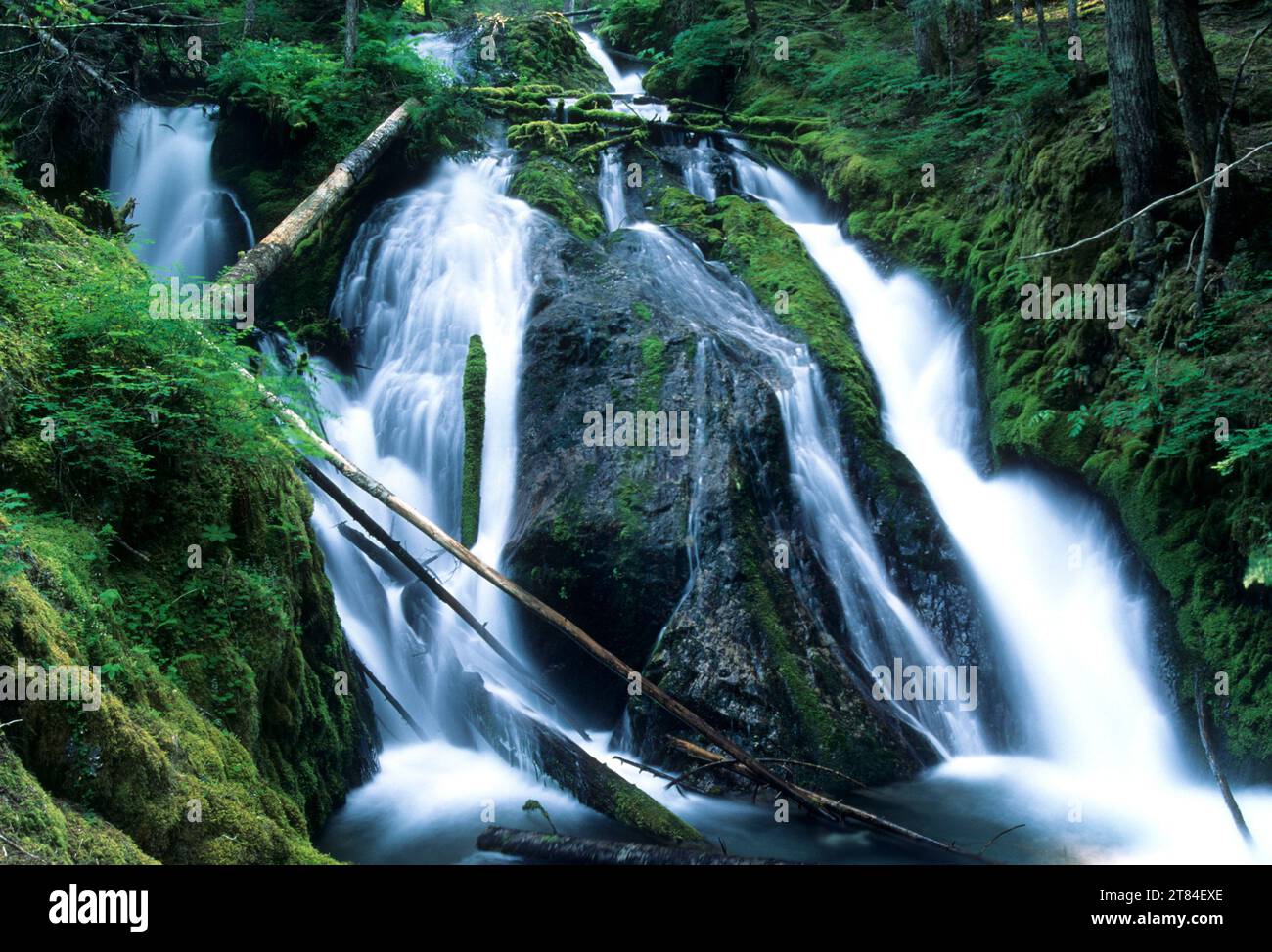Little Zig Zag Falls, Mt Hood National Forest, Oregon Stock Photo - Alamy