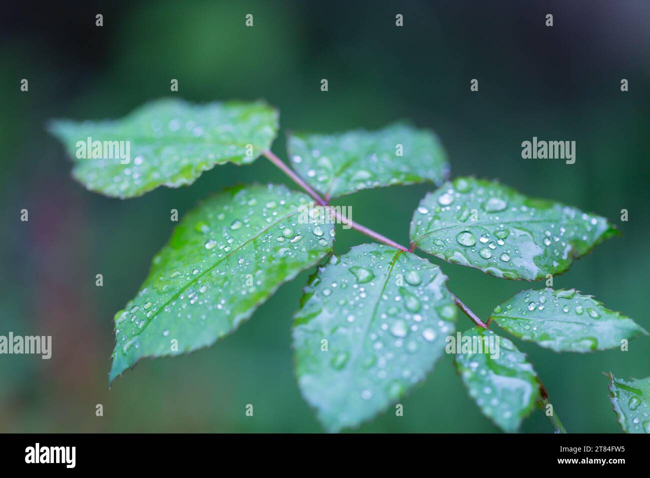 Rain Forecast / Weather or Nature Covers and Backgrounds - Macro Close ...