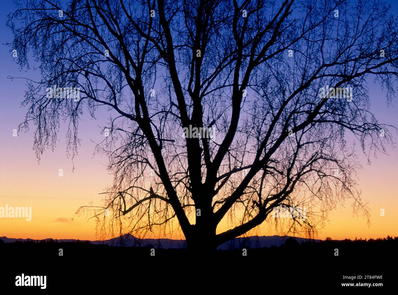 Tree silhouette sunrise, Polk County, Oregon Stock Photo - Alamy