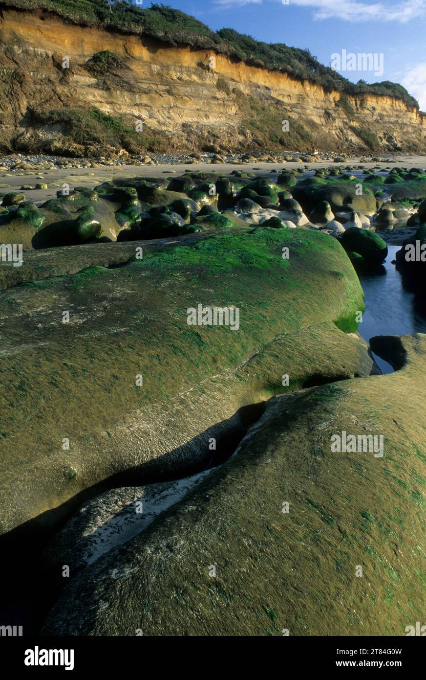 Nearshore outcrop with coastal cliff, Ona Beach State Park, Oregon ...
