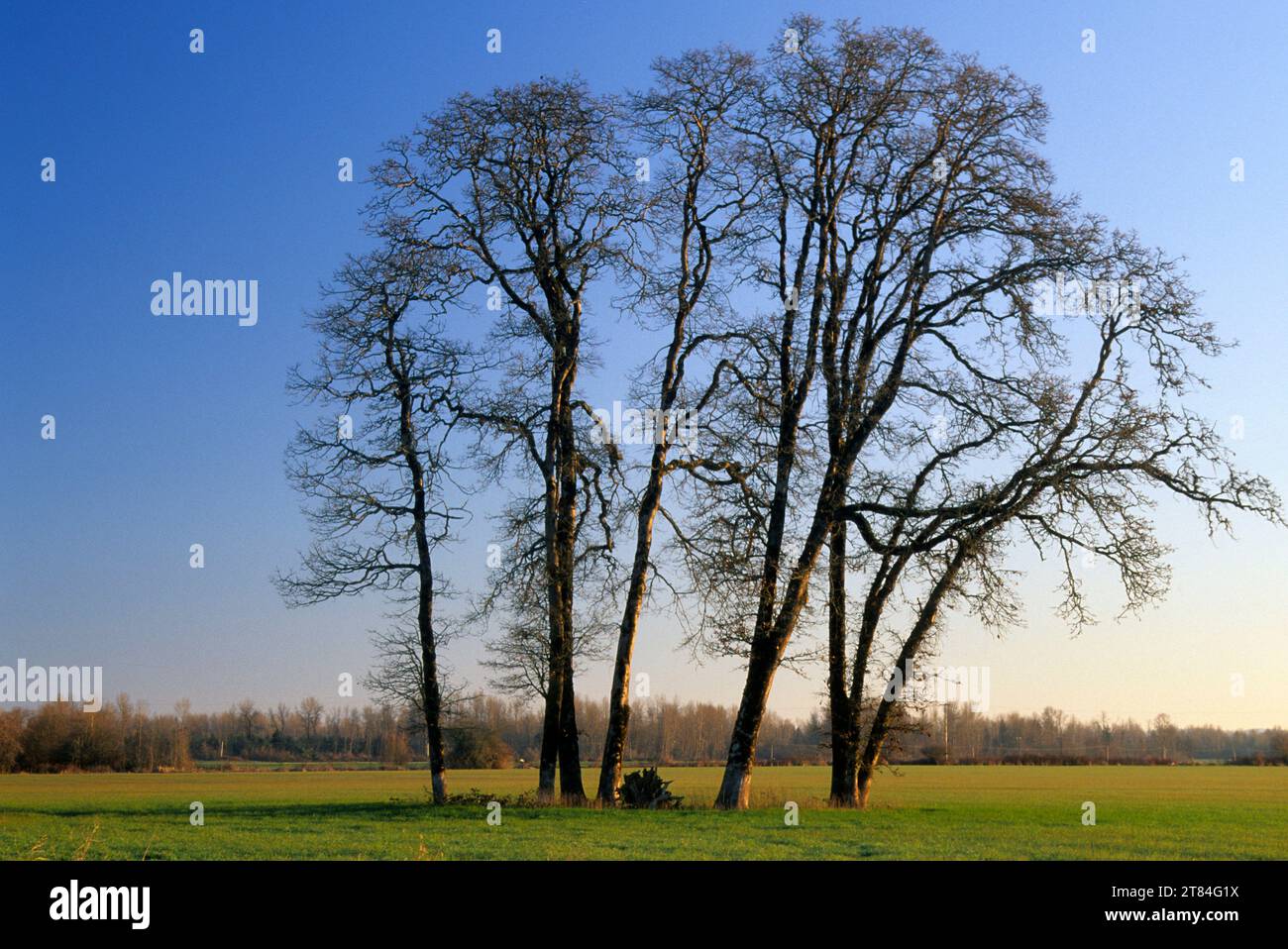 Oak tree grove hi-res stock photography and images - Alamy