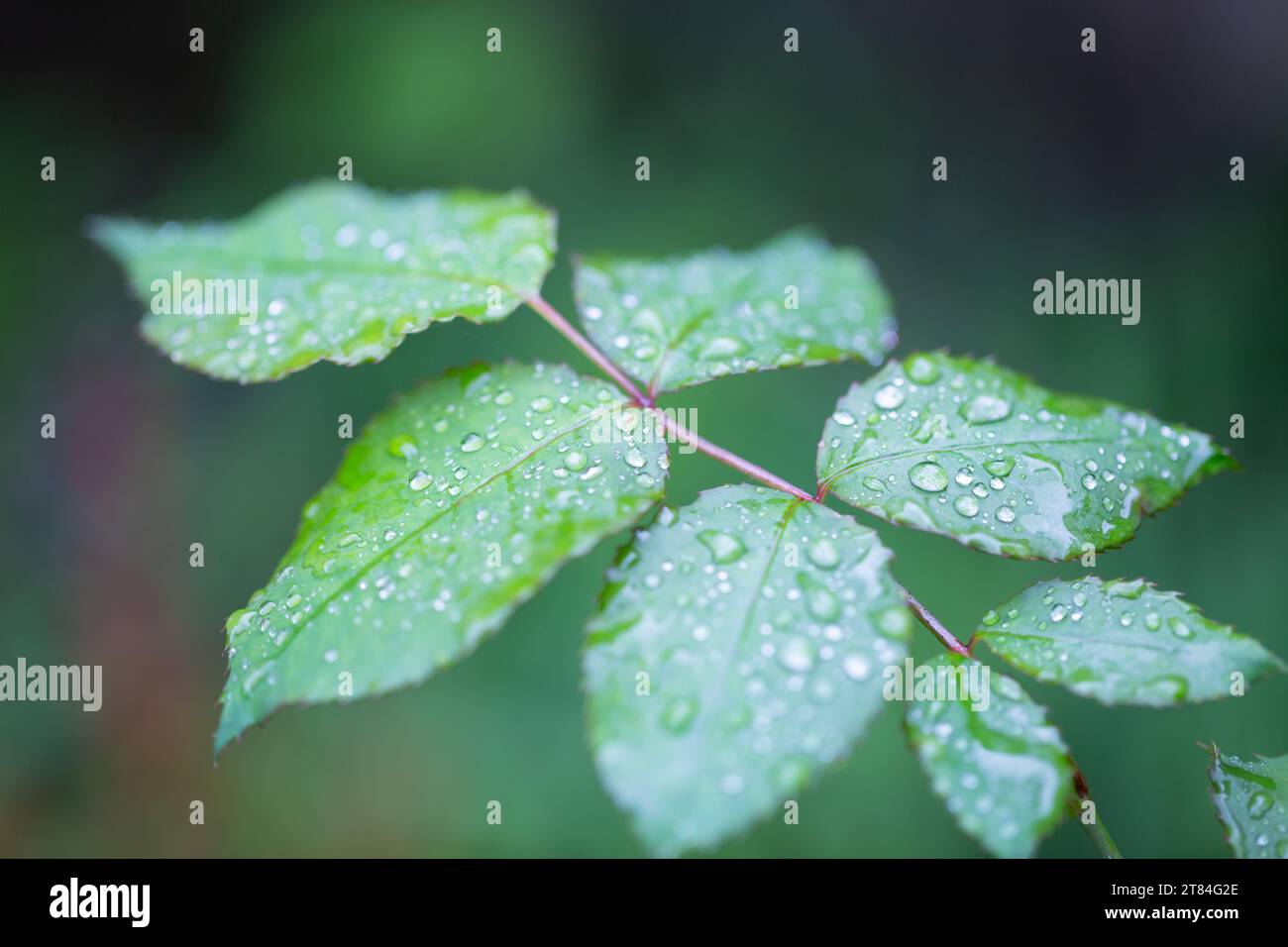 Rain Forecast / Weather or Nature Covers and Backgrounds - Macro Close ...