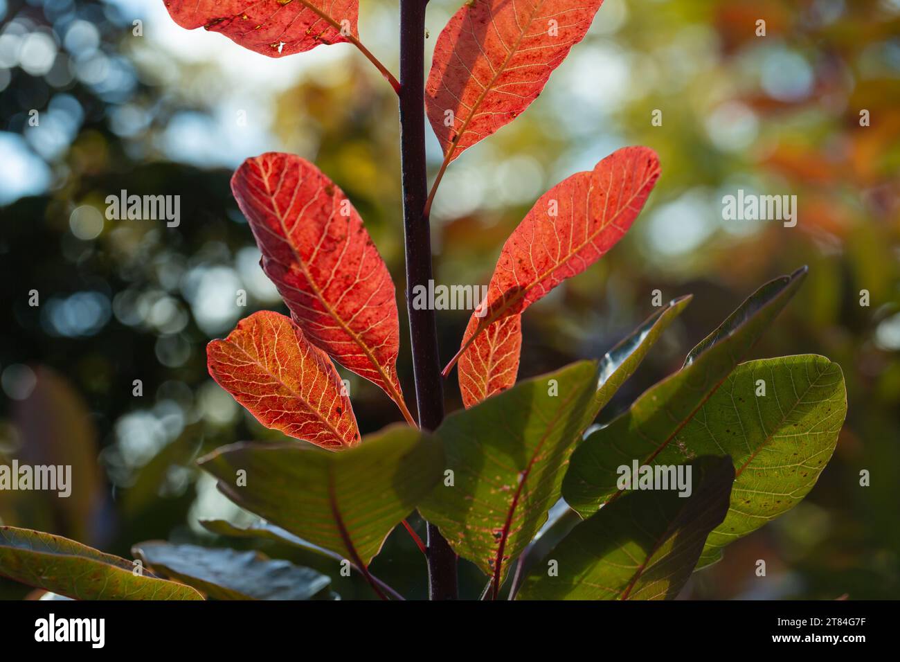 Natural Light through plant leaves Stock Photo - Alamy