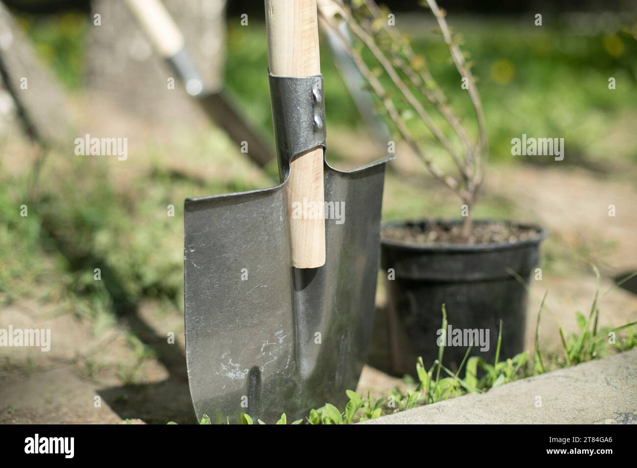 Shovel in garden. Planting. Shovel in ground. Garden tool. Summer work ...