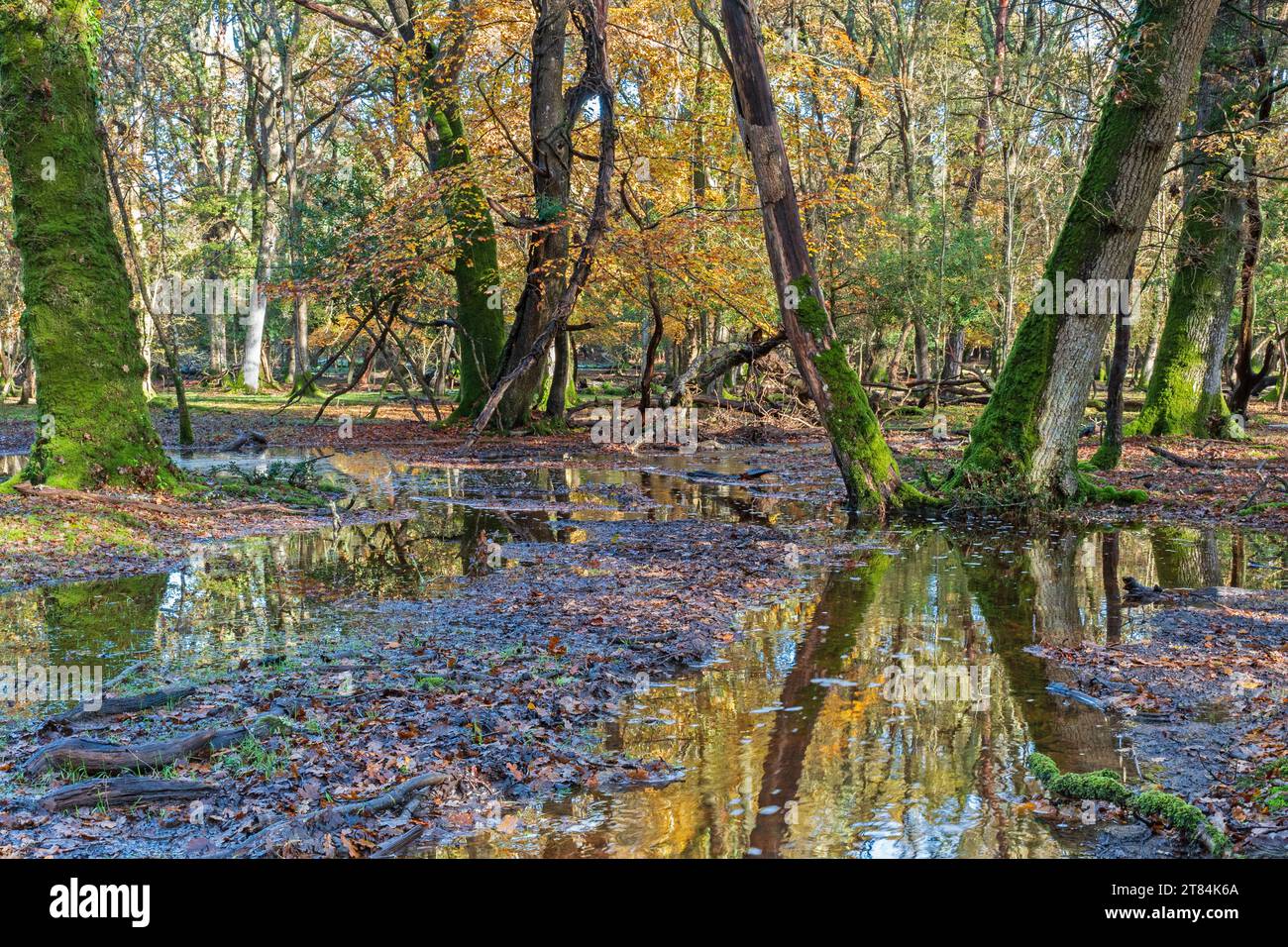 Large puddle at Ashurst New Forest Stock Photo - Alamy