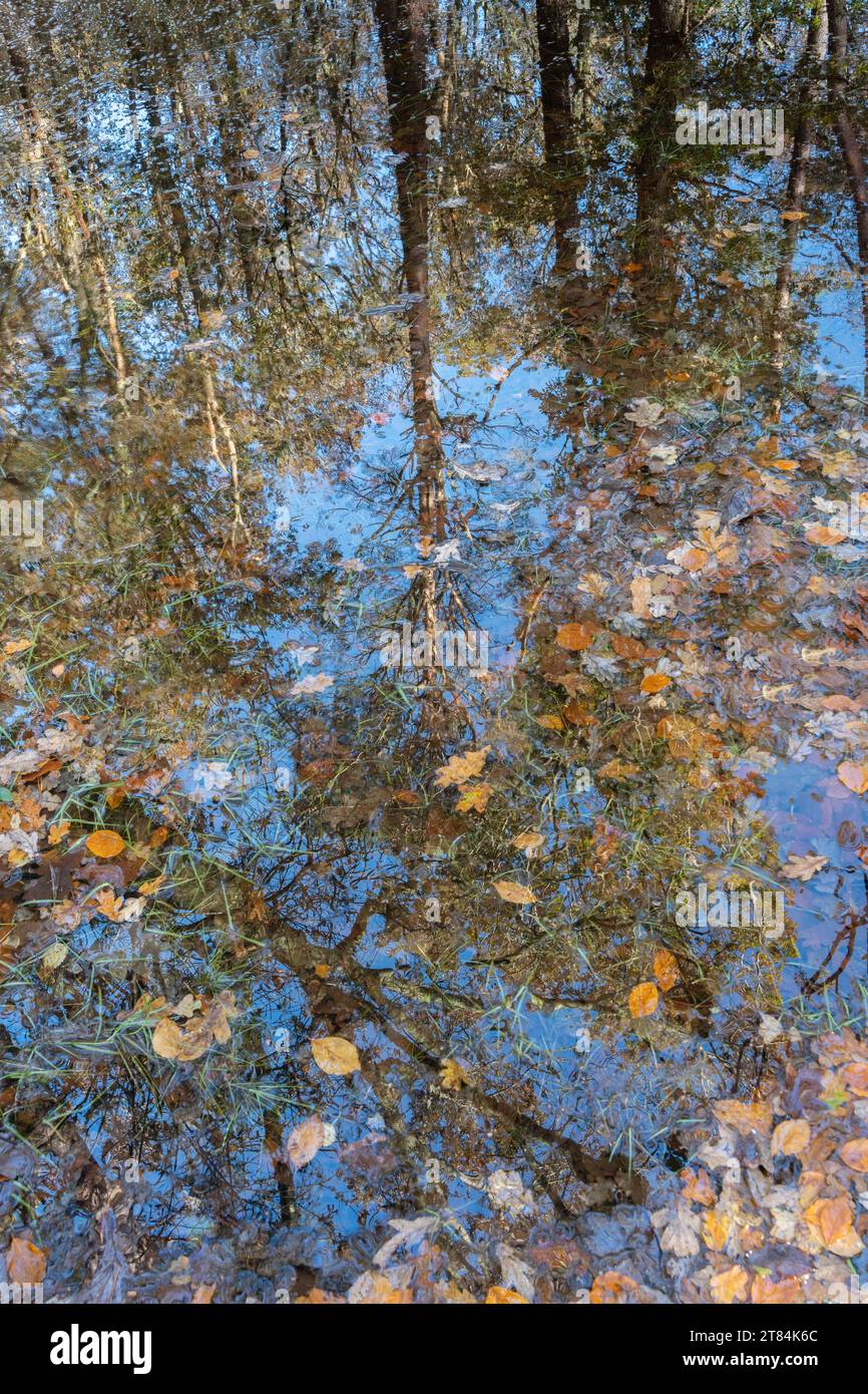 Large puddle at Ashurst New Forest Stock Photo - Alamy