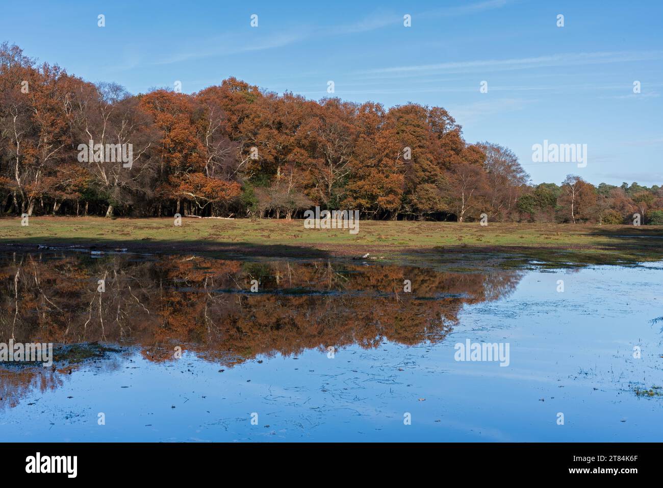 Large puddle at Ashurst New Forest Stock Photo - Alamy