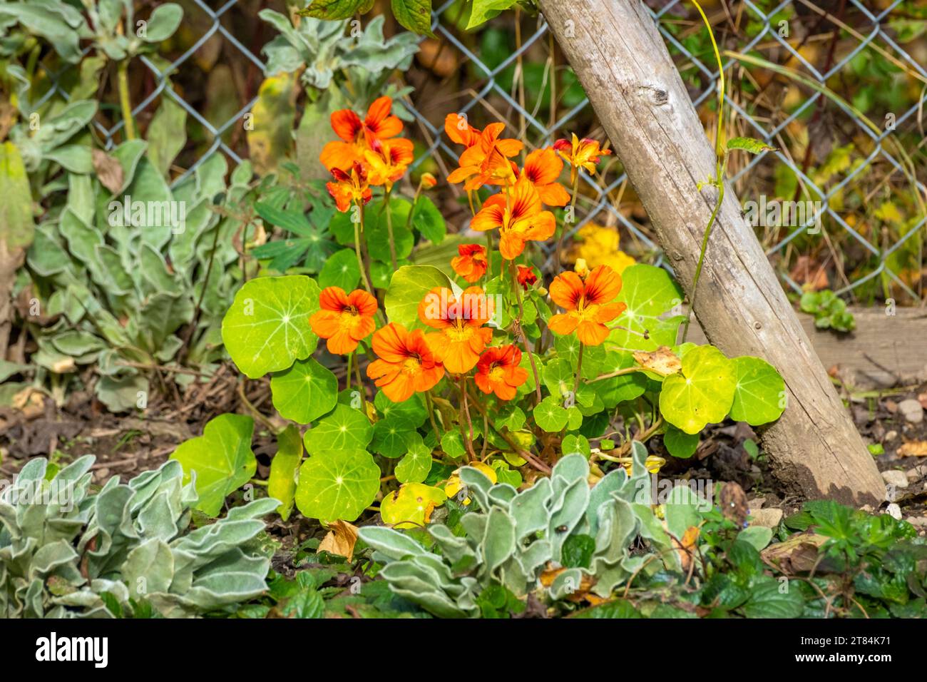 colorful plants and flowers in a farmers village in Germany Stock Photo ...