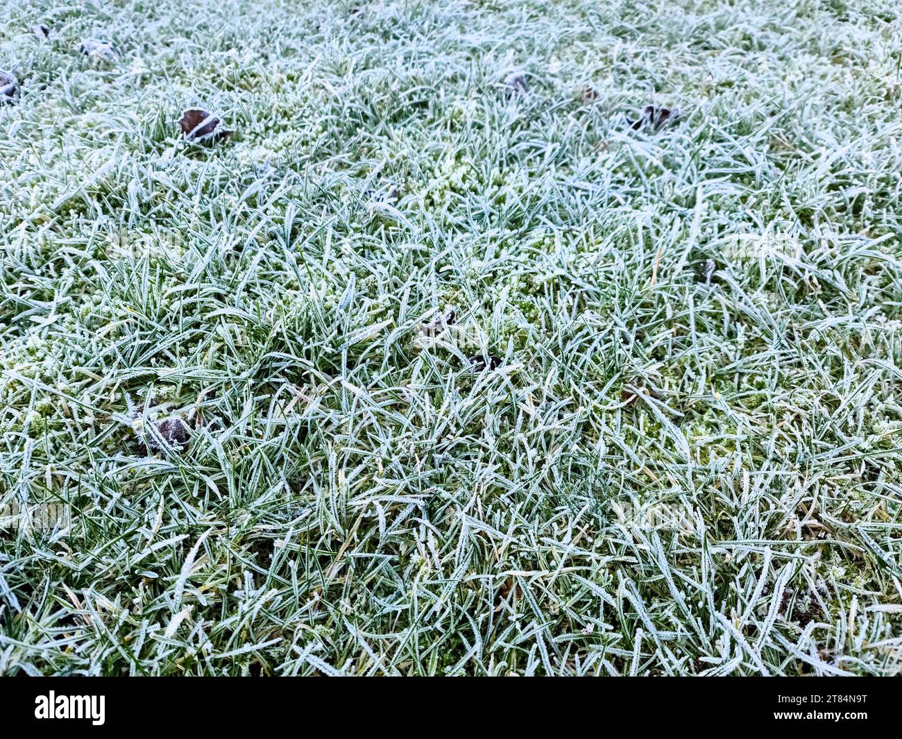 Close up surface of frozen green grass Stock Photo - Alamy