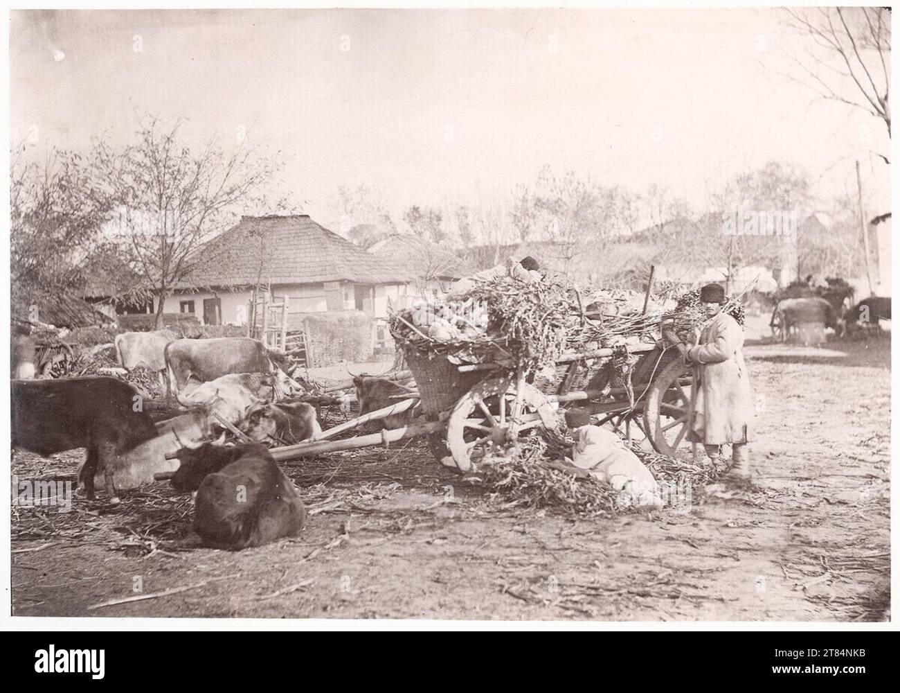 Franz Duschek Romanian album: farmers' wagon and cattle on a village street. Albumin paper, on ...