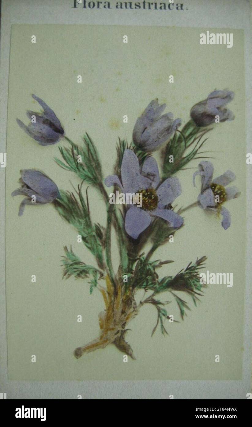 Rudolf Trichtl Austrian flora. Albumin paper, colored, on the box box ...