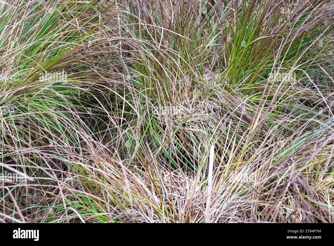 Close up view at the surface of reed Stock Photo - Alamy