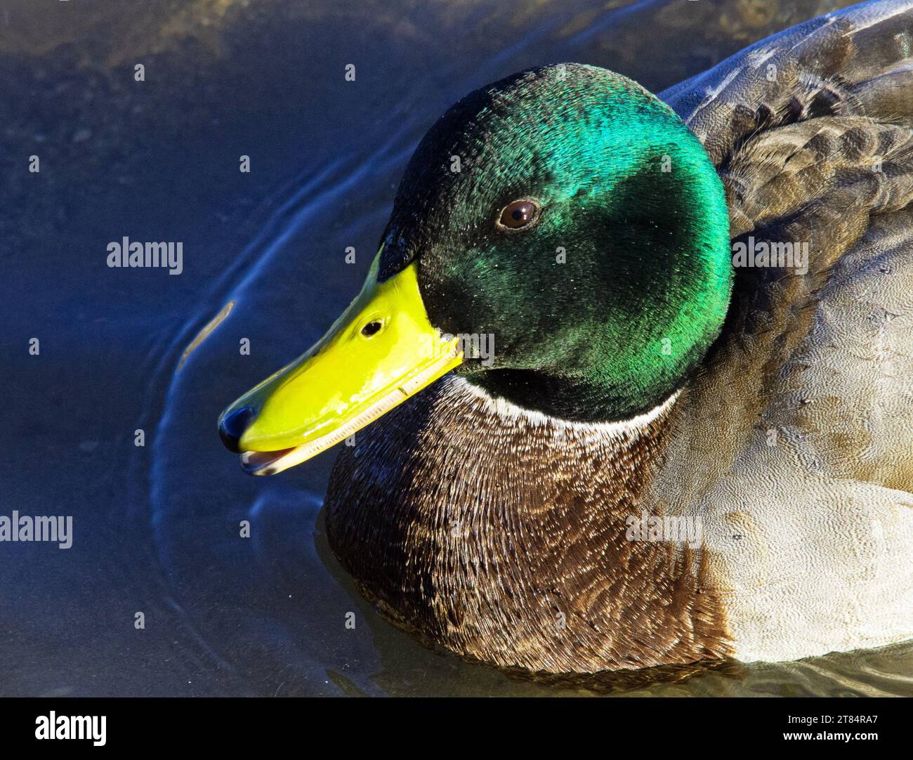 Mallard duck close-up Stock Photo - Alamy
