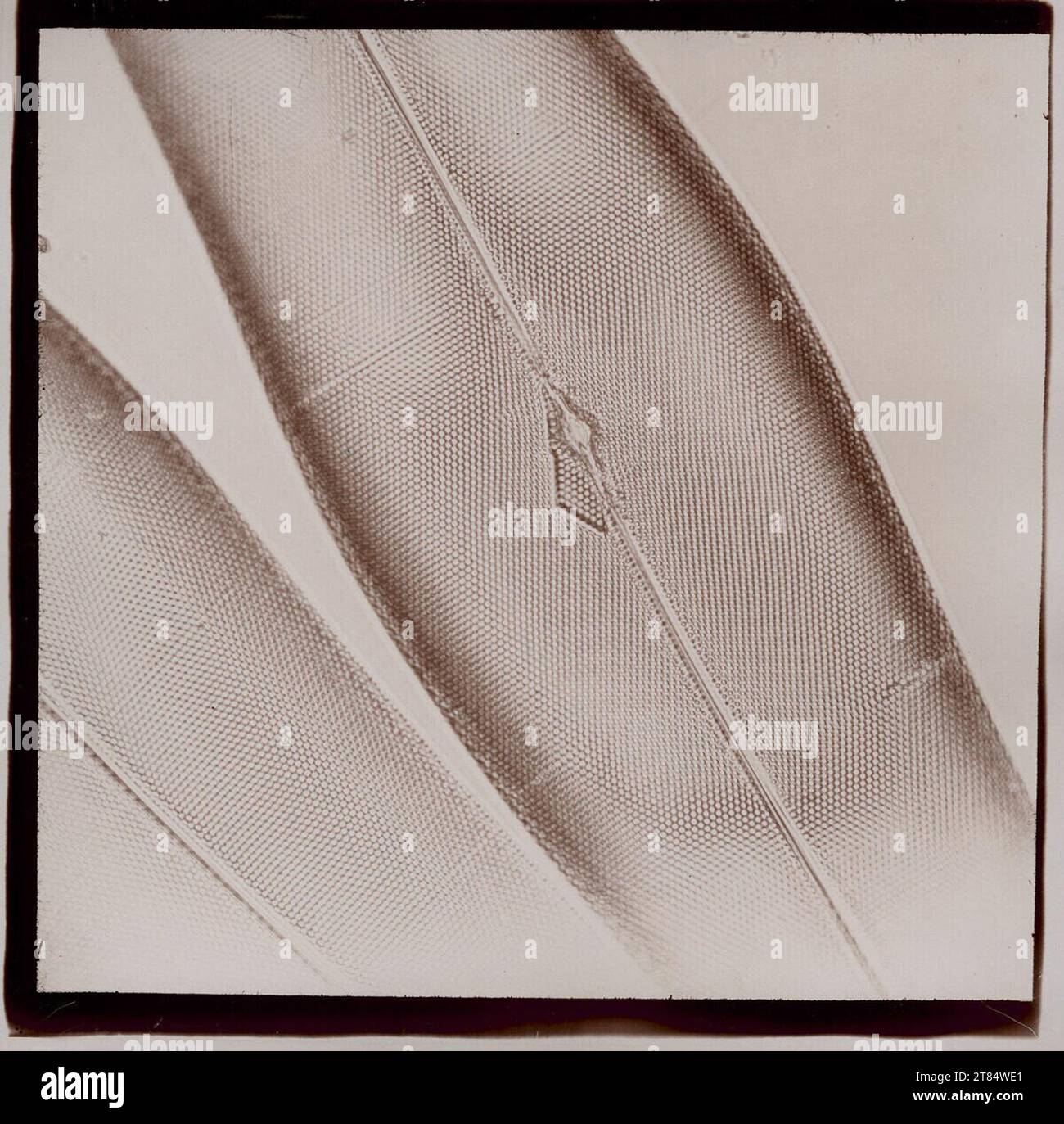 Hans Hauswaldt Pleurosigma angulatum, 3000 subject enlarged. Silver ...