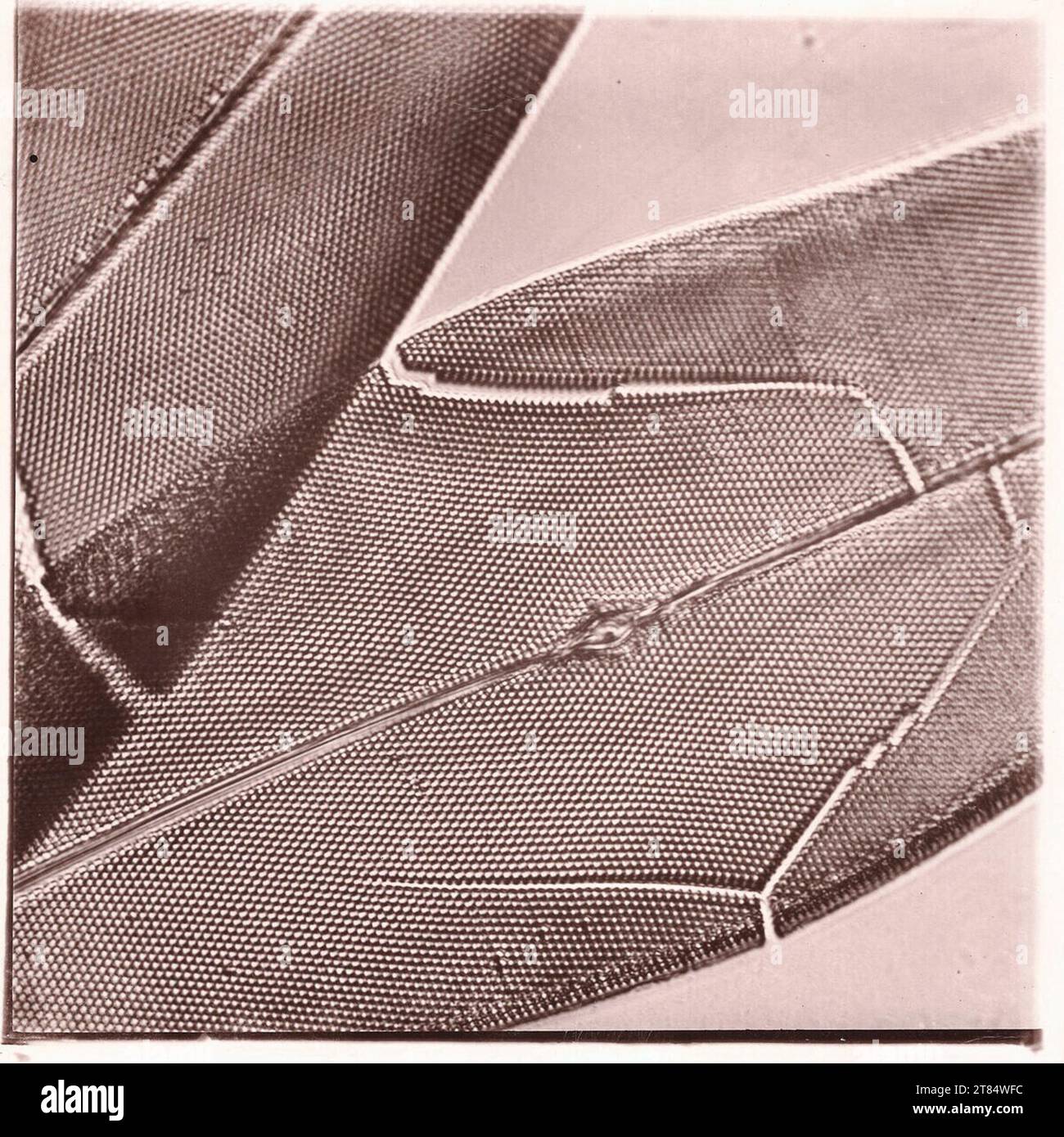 Hans Hauswaldt Pleurosigma angulatum, 3000 subject enlarged. Silver ...