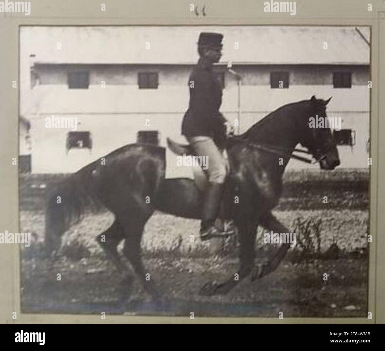 Ludwig David Wait pictures from the riding school - the gaits of the horse: the gallop. Papier ...
