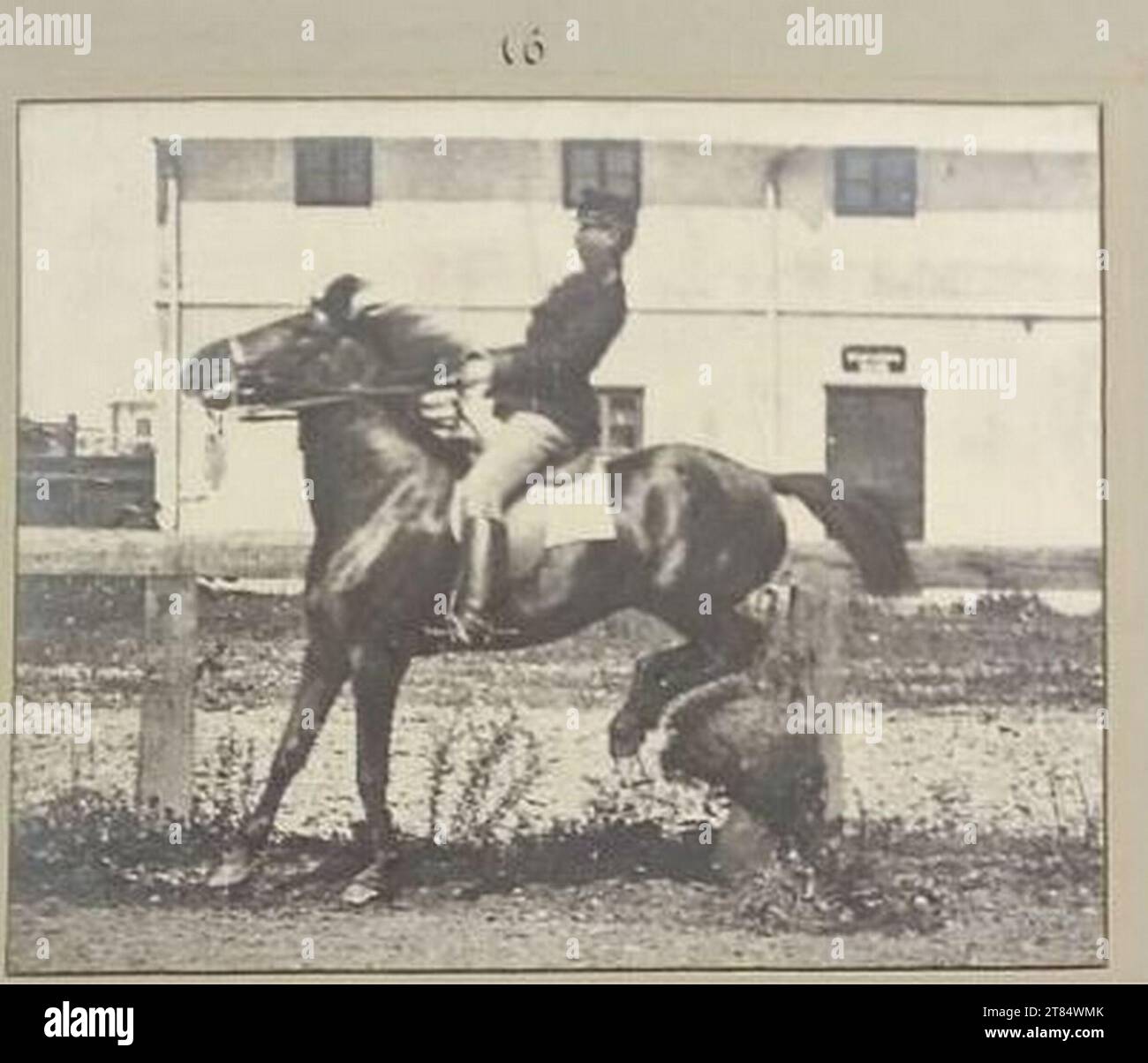 Ludwig David Moment pictures from the riding school - the gaits of the ...