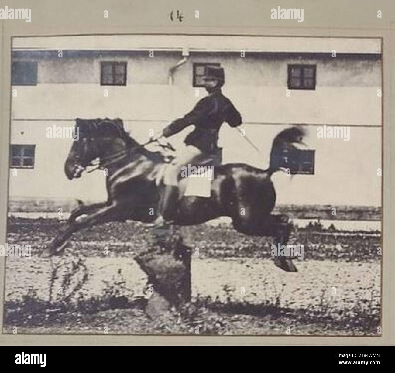 Ludwig David Moment pictures from the riding school - the gaits of the ...