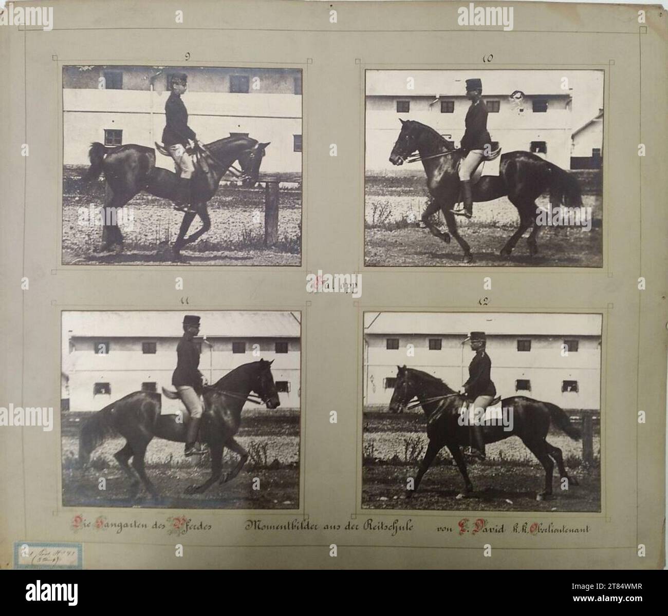 Ludwig David Wait pictures from the riding school - the gaits of the ...