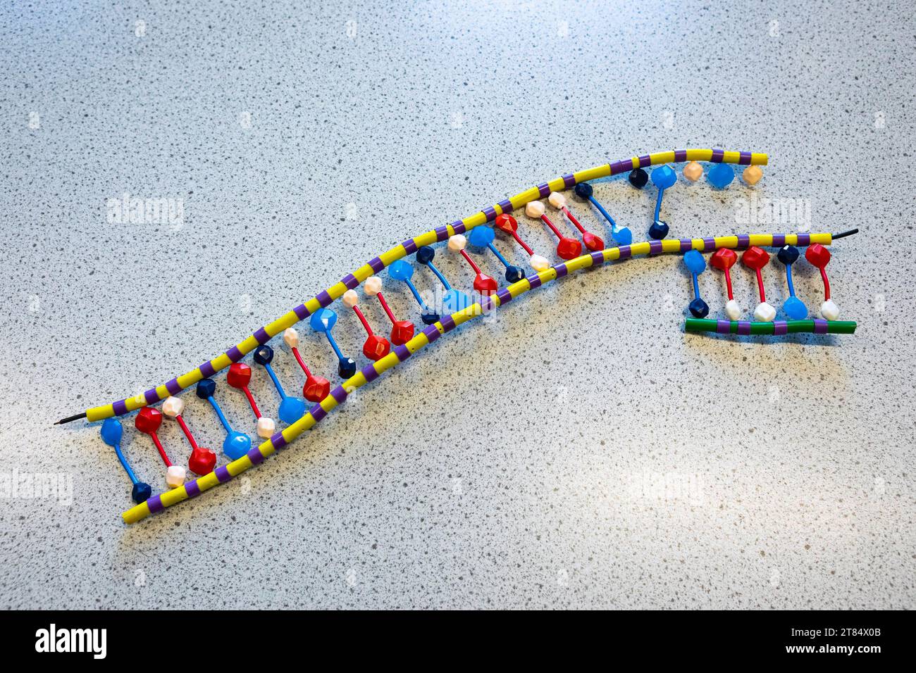 Plastic model of a DNA string Stock Photo - Alamy