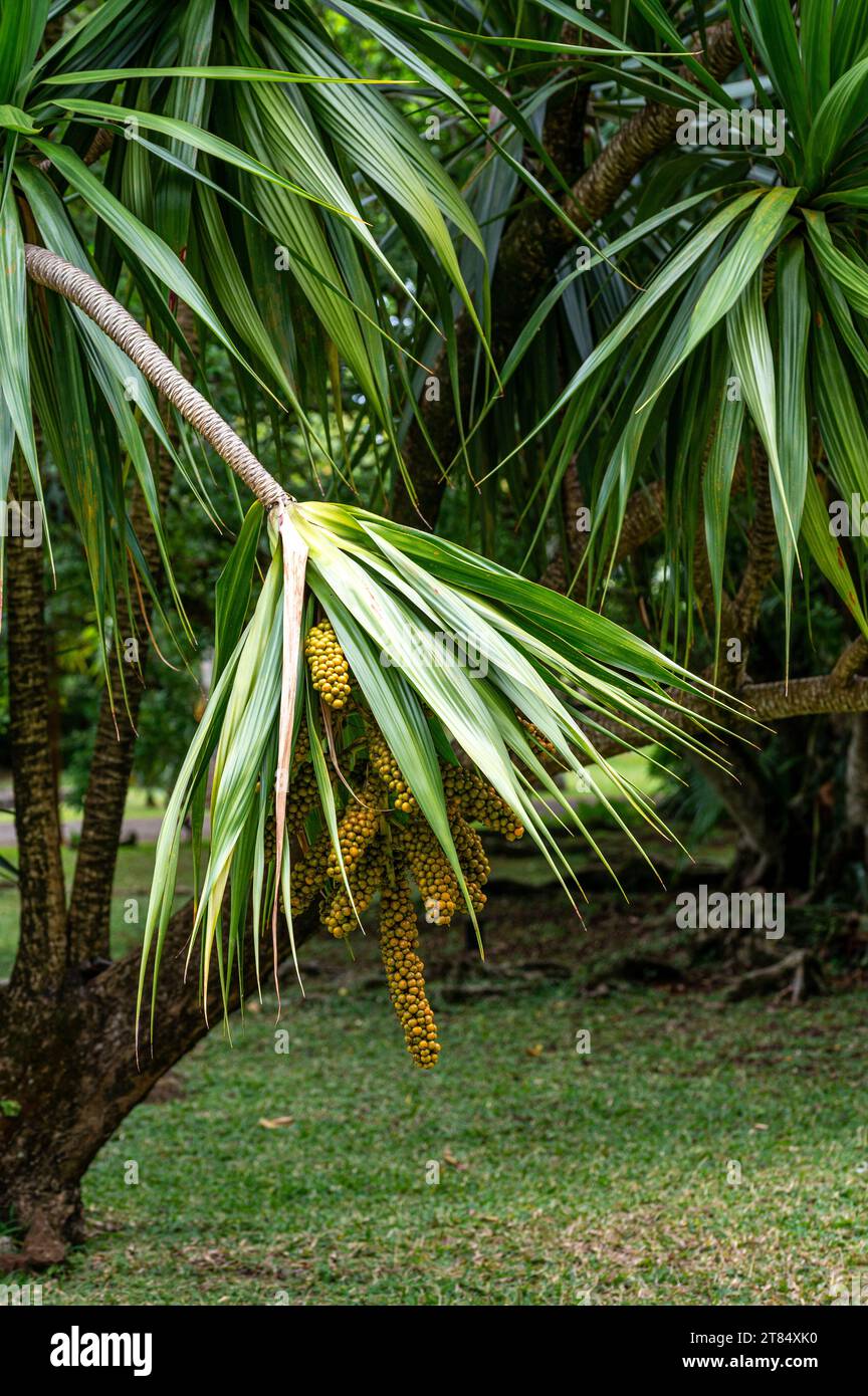 Palm tree leaves and fruit, Souillac, Mauritius, East Africa Stock ...