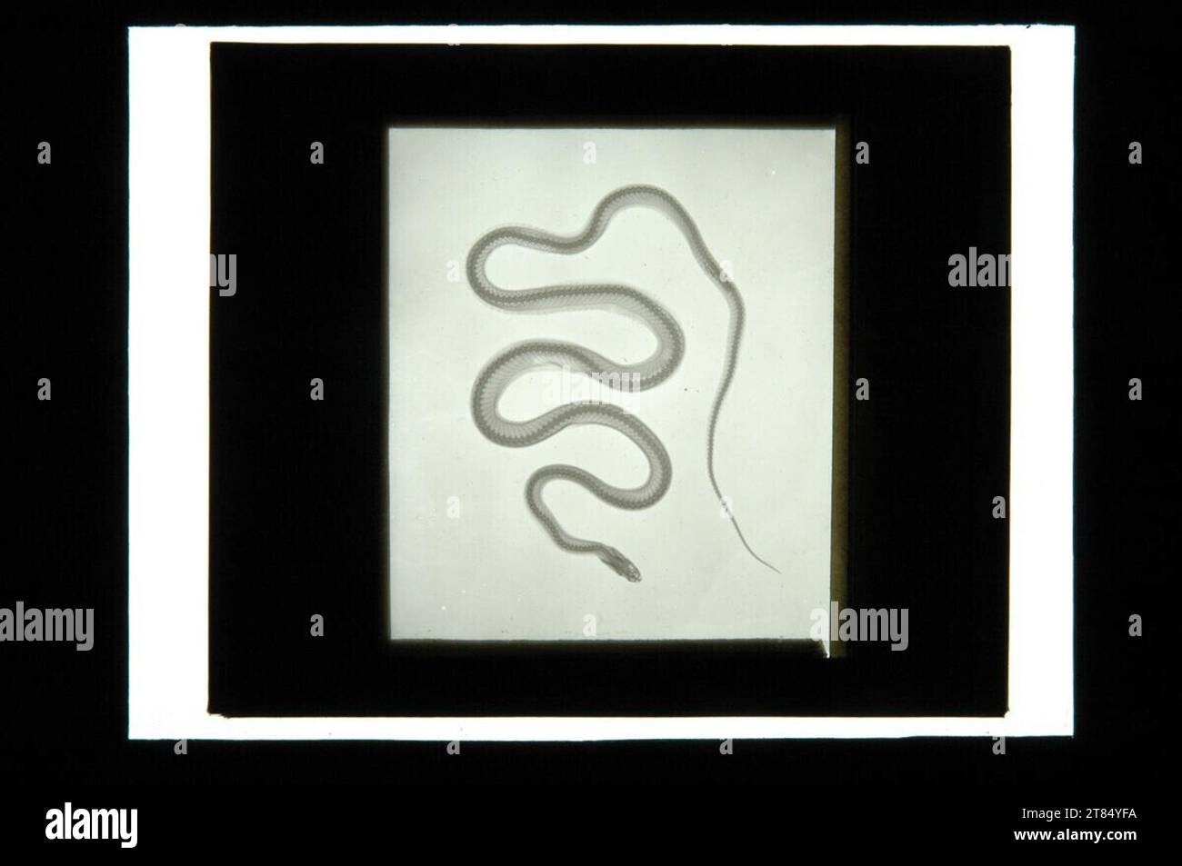 X ray snake hi-res stock photography and images - Alamy