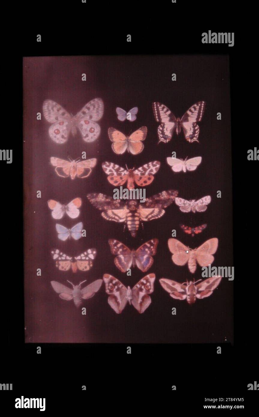 Arthur von Hübl Butterflies. Autochrom 1908-1914 , 1908/1914 Stock ...