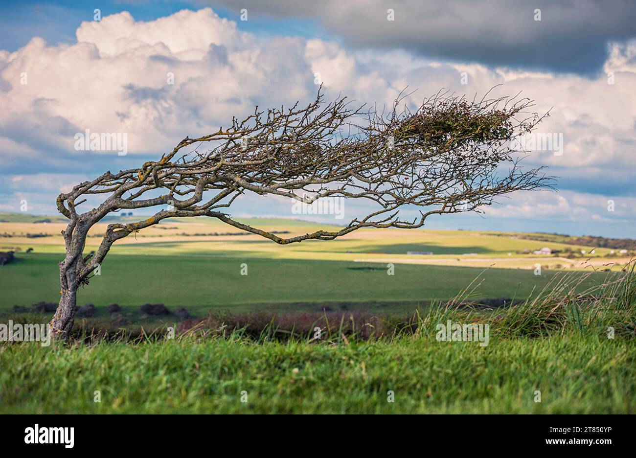 A lone windswept tree in the South East landscape England UK Stock ...