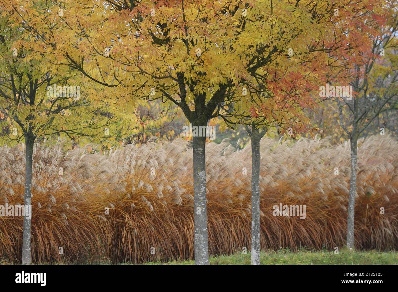 Golden ash and Miscanthus in Autumn colors Stock Photo - Alamy