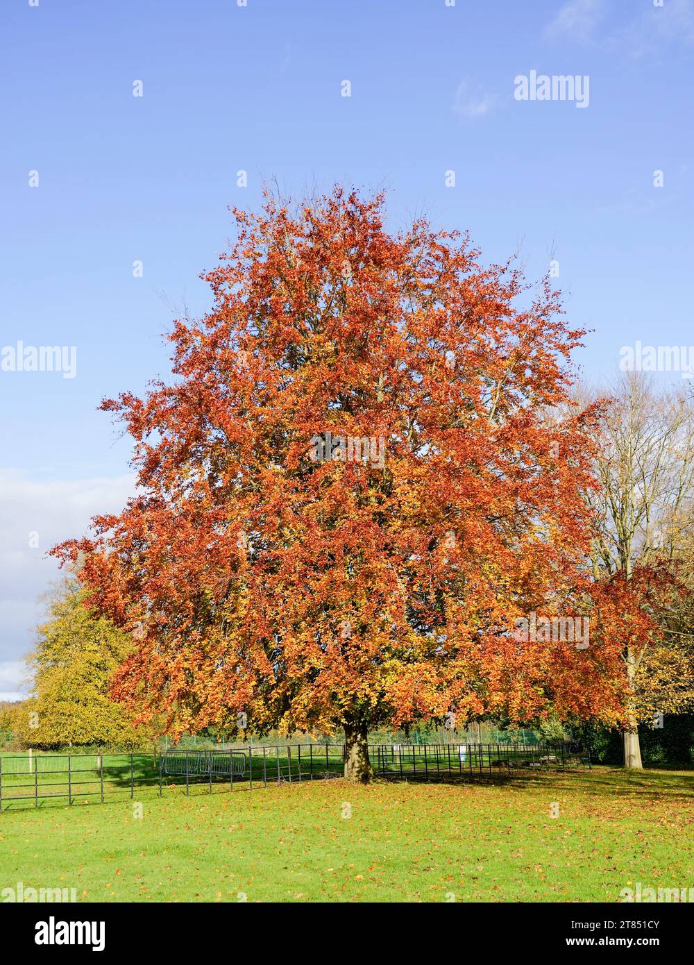 Beech in full autumn hi-res stock photography and images - Alamy
