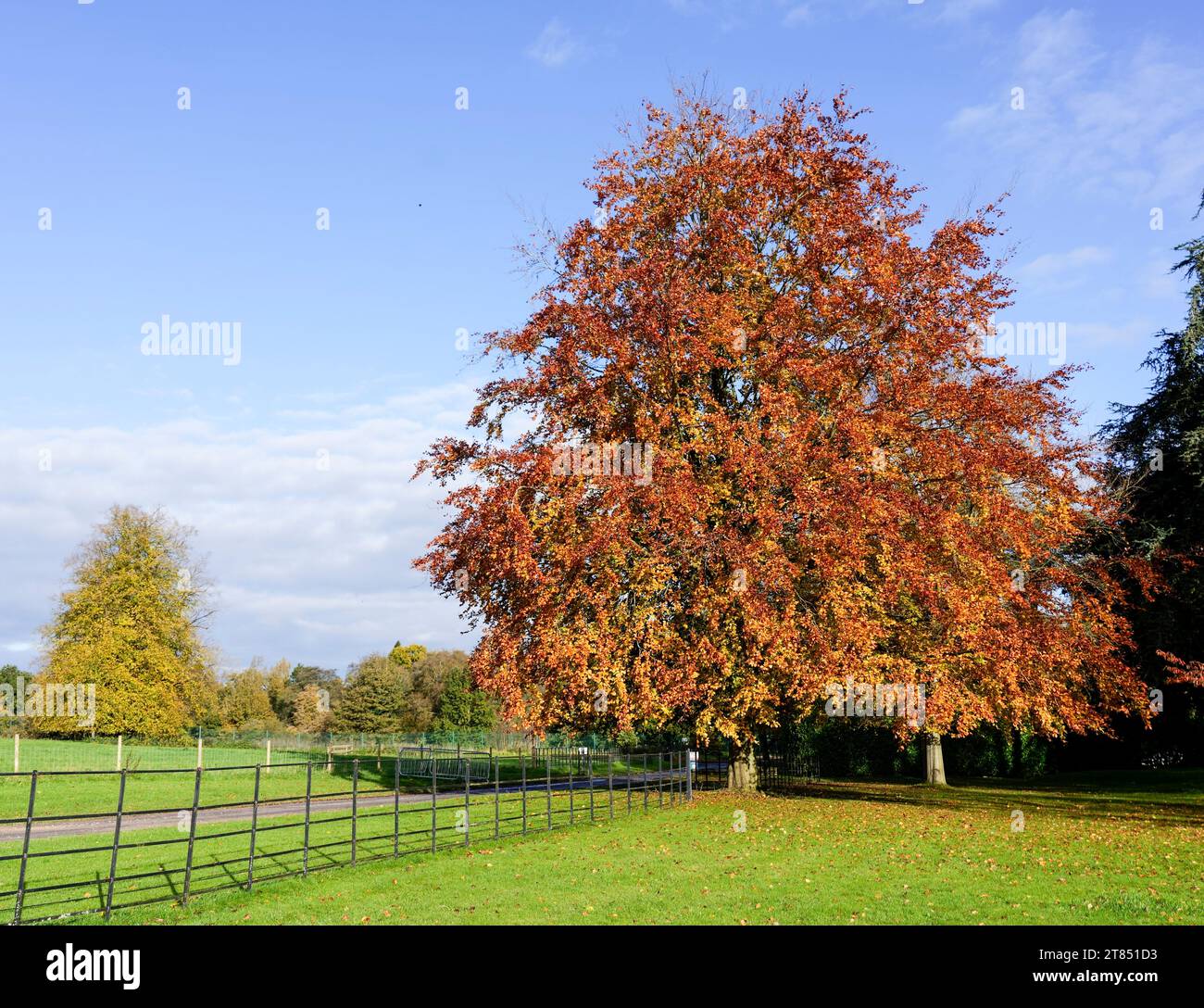 Autumn beech tree in full autumn colour Staffordshire England UK Stock ...