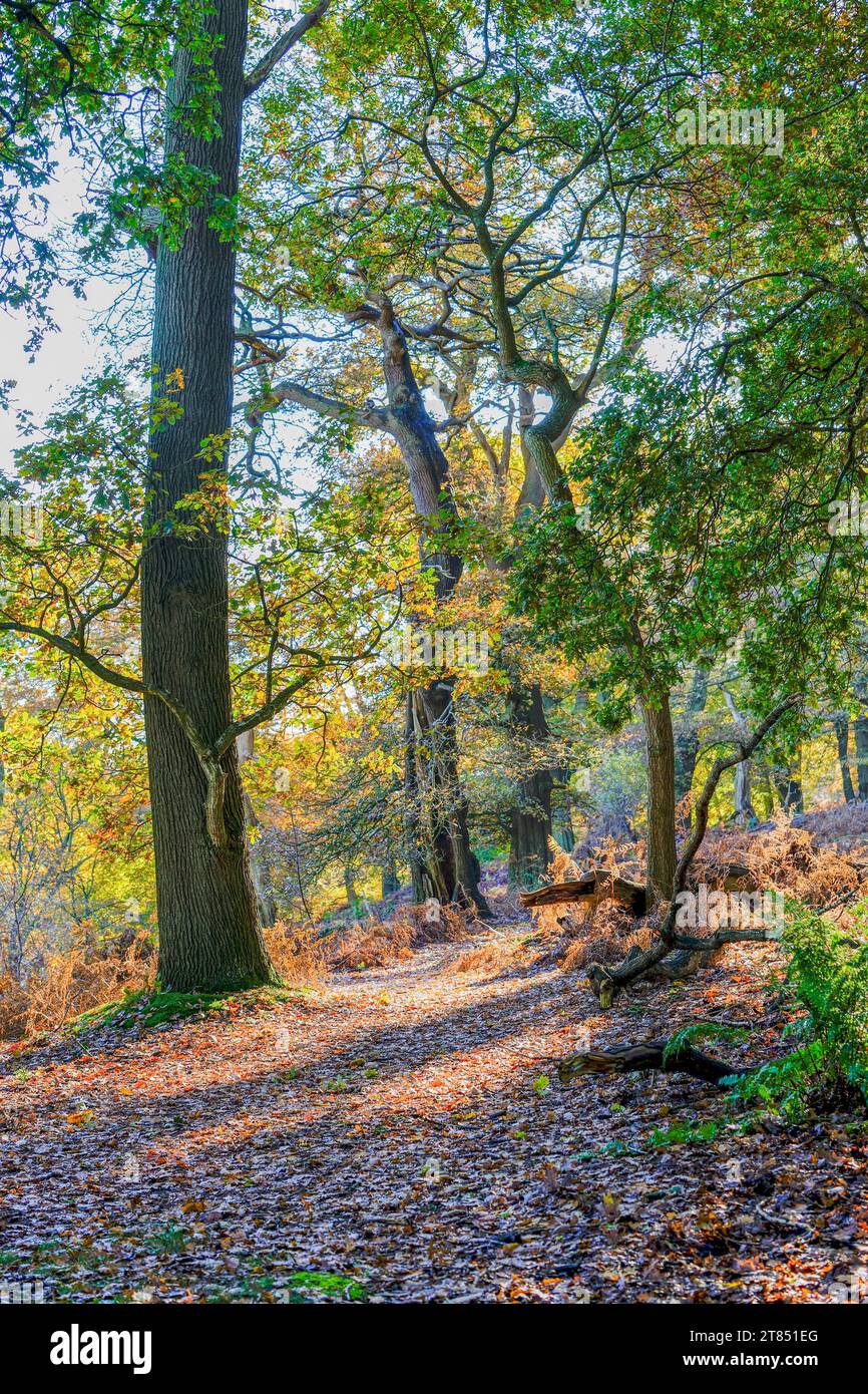 Autumn trees in full Autumn foliage taken in Kings Wood Staffordshire ...
