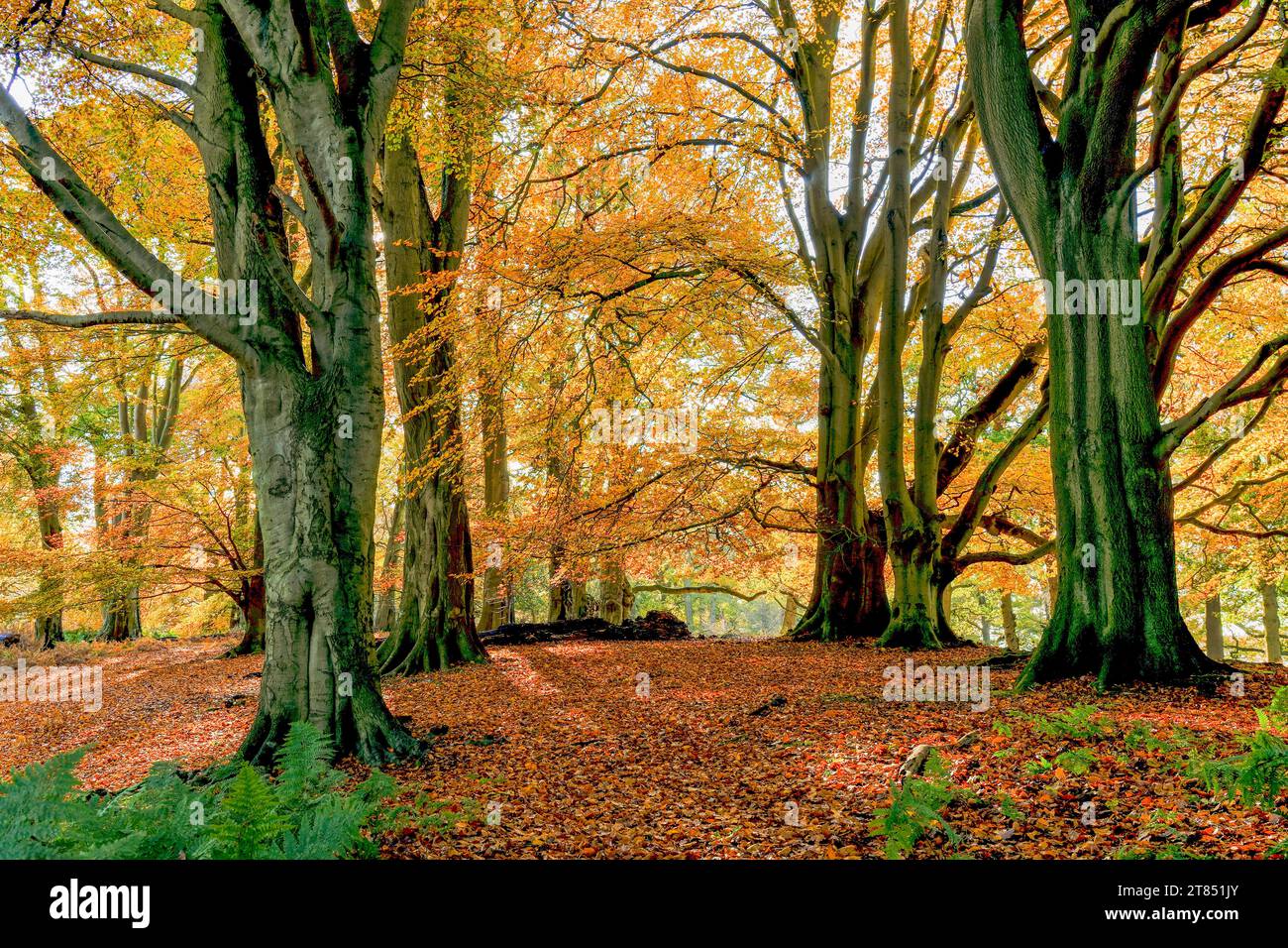 Autumn trees in full Autumn foliage taken in Kings Wood Staffordshire ...