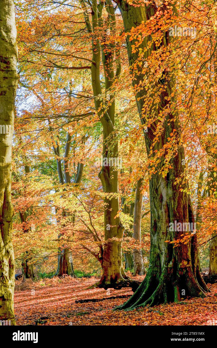 Autumn trees in full Autumn foliage taken in Kings Wood Staffordshire ...
