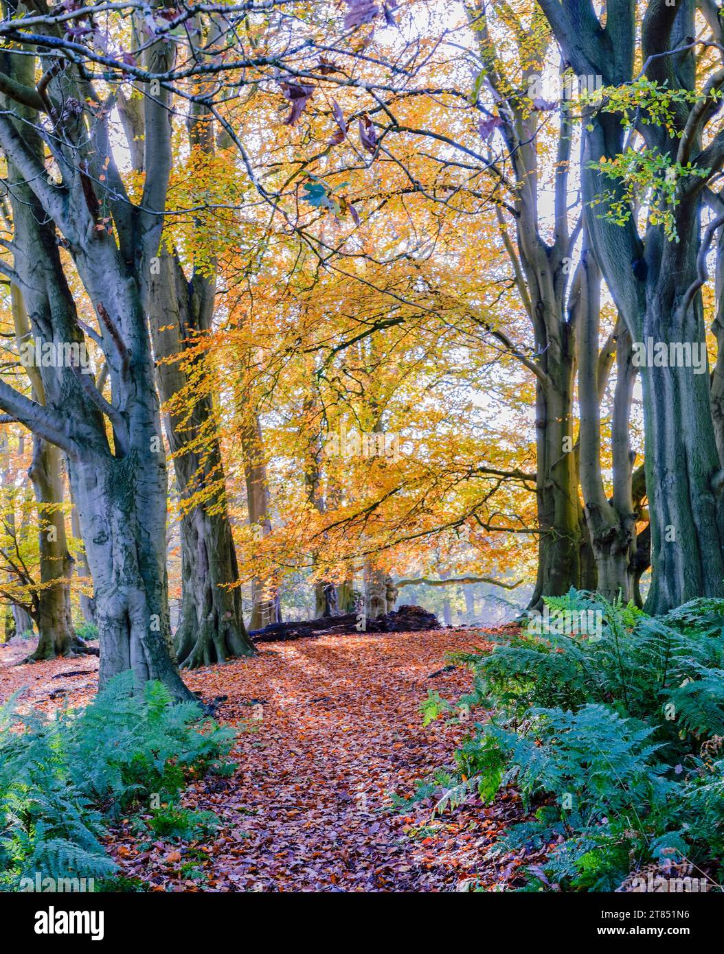 Autumn trees in full Autumn foliage taken in Kings Wood Staffordshire ...
