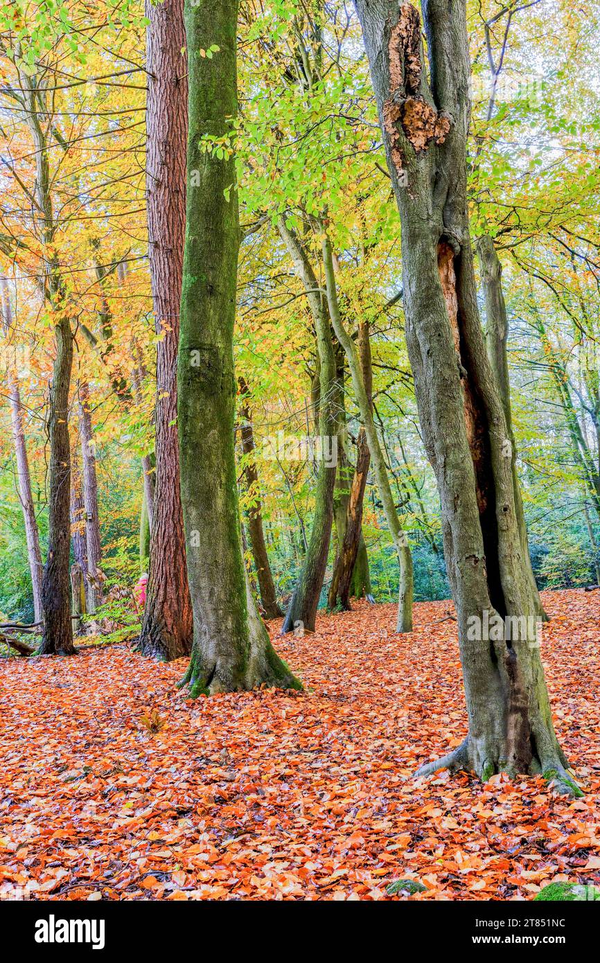 Autumn trees in full Autumn foliage taken in Kings Wood Staffordshire ...