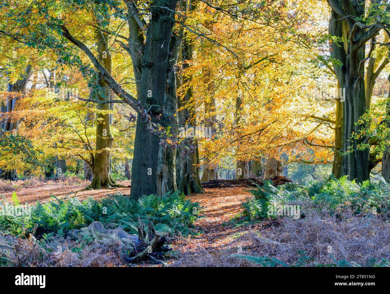 Autumn trees in full Autumn foliage taken in Kings Wood Staffordshire ...