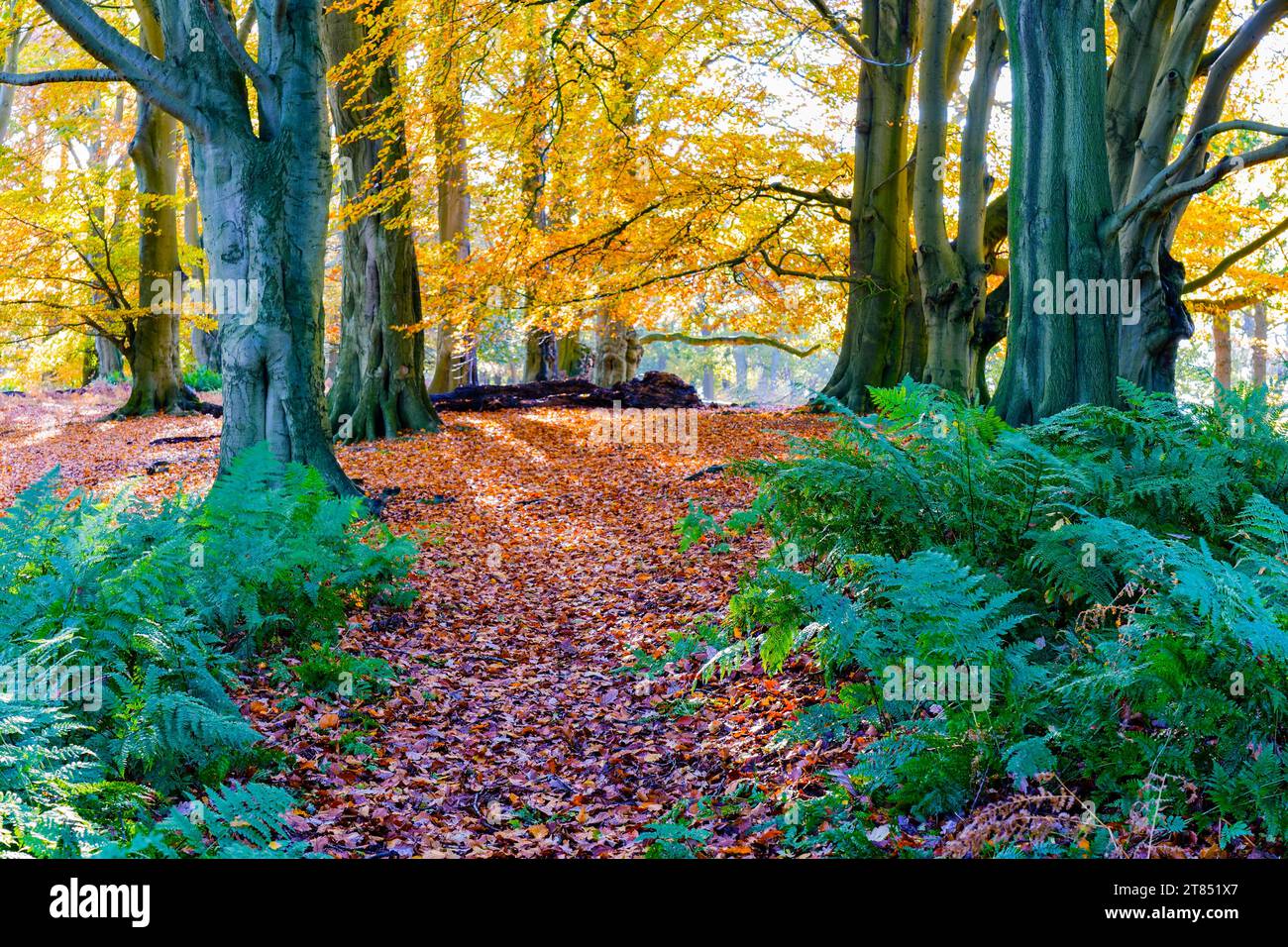 Autumn trees in full Autumn foliage taken in Kings Wood Staffordshire ...